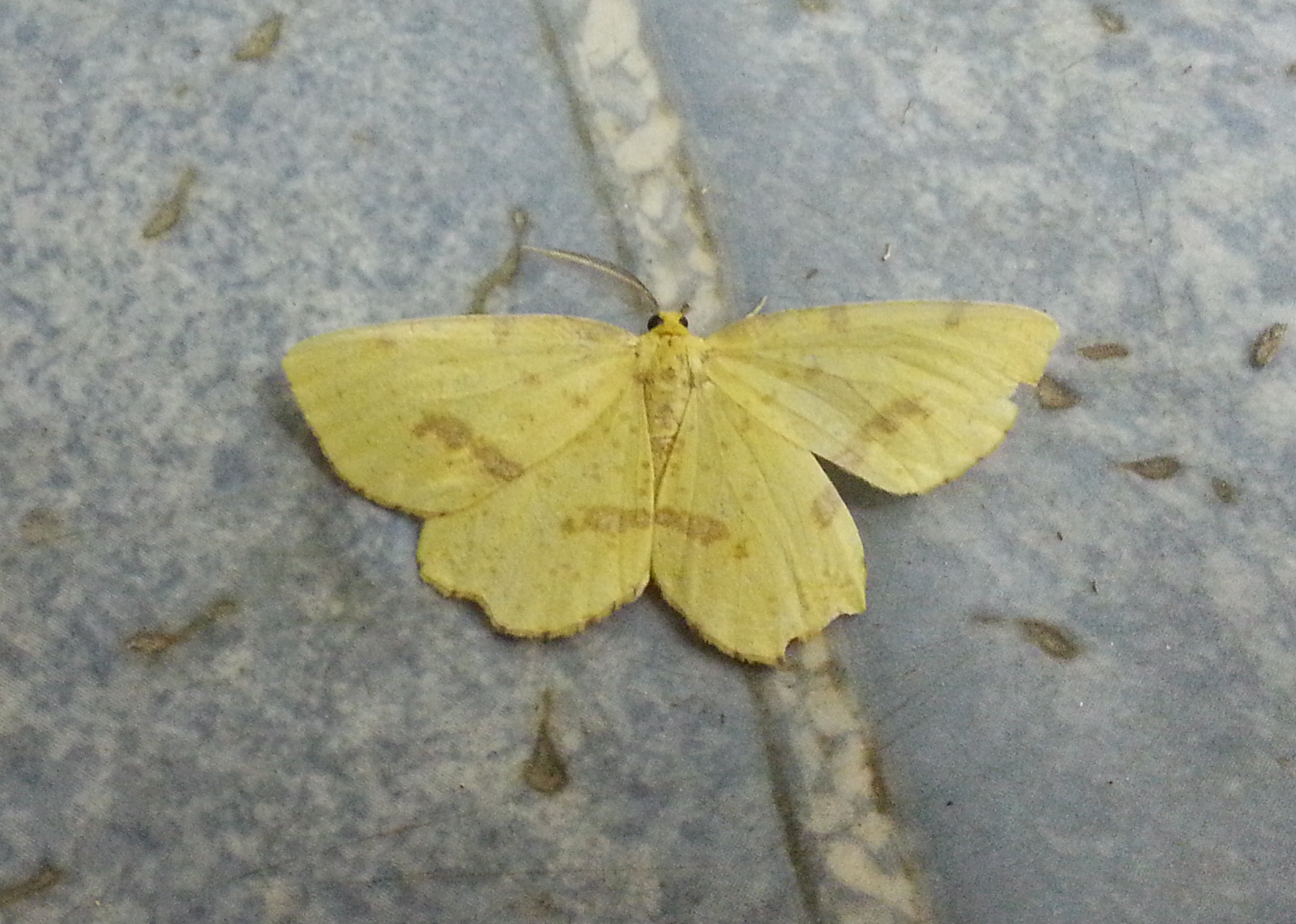 Crocus Geometer | biscuit